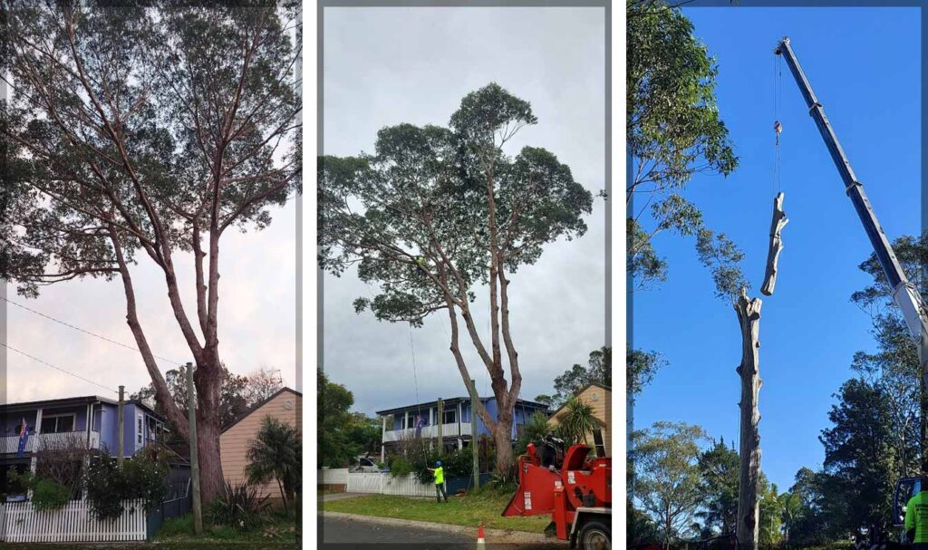Full Tree Removal Services - Eurobodalla Tree Services
