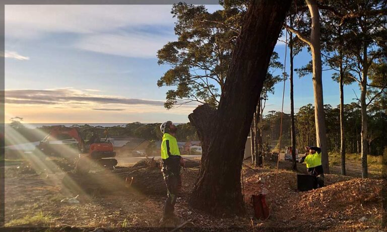Tree Inspections and Reports - Eurobodalla Tree Services